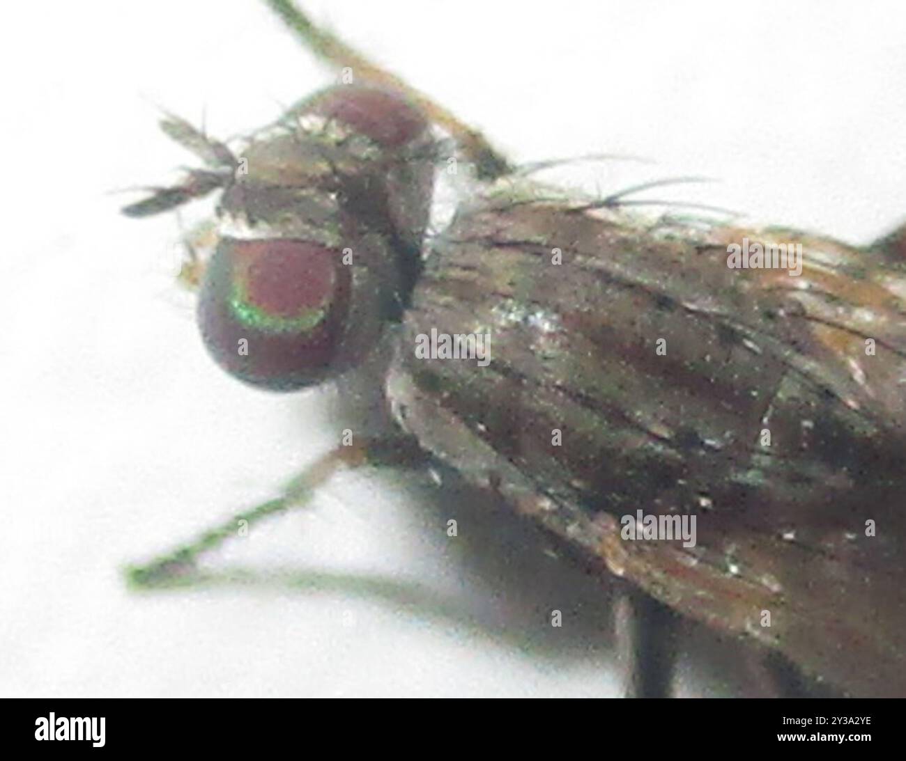 Flies (Diptera) Insecta Stock Photo - Alamy
