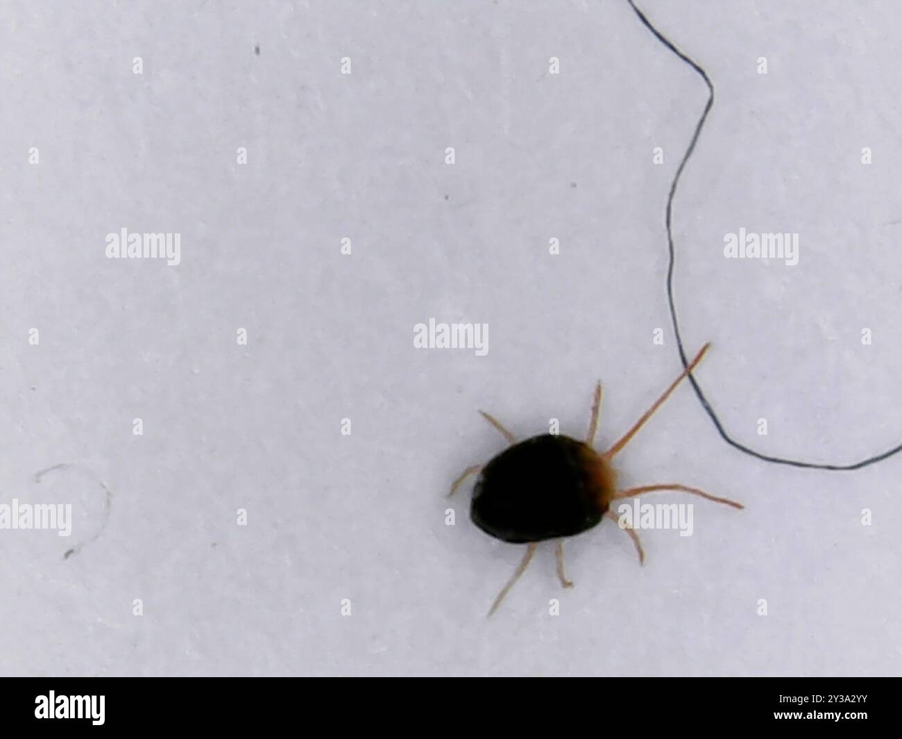 Mites and Ticks (Acari) Arachnida Stock Photo - Alamy