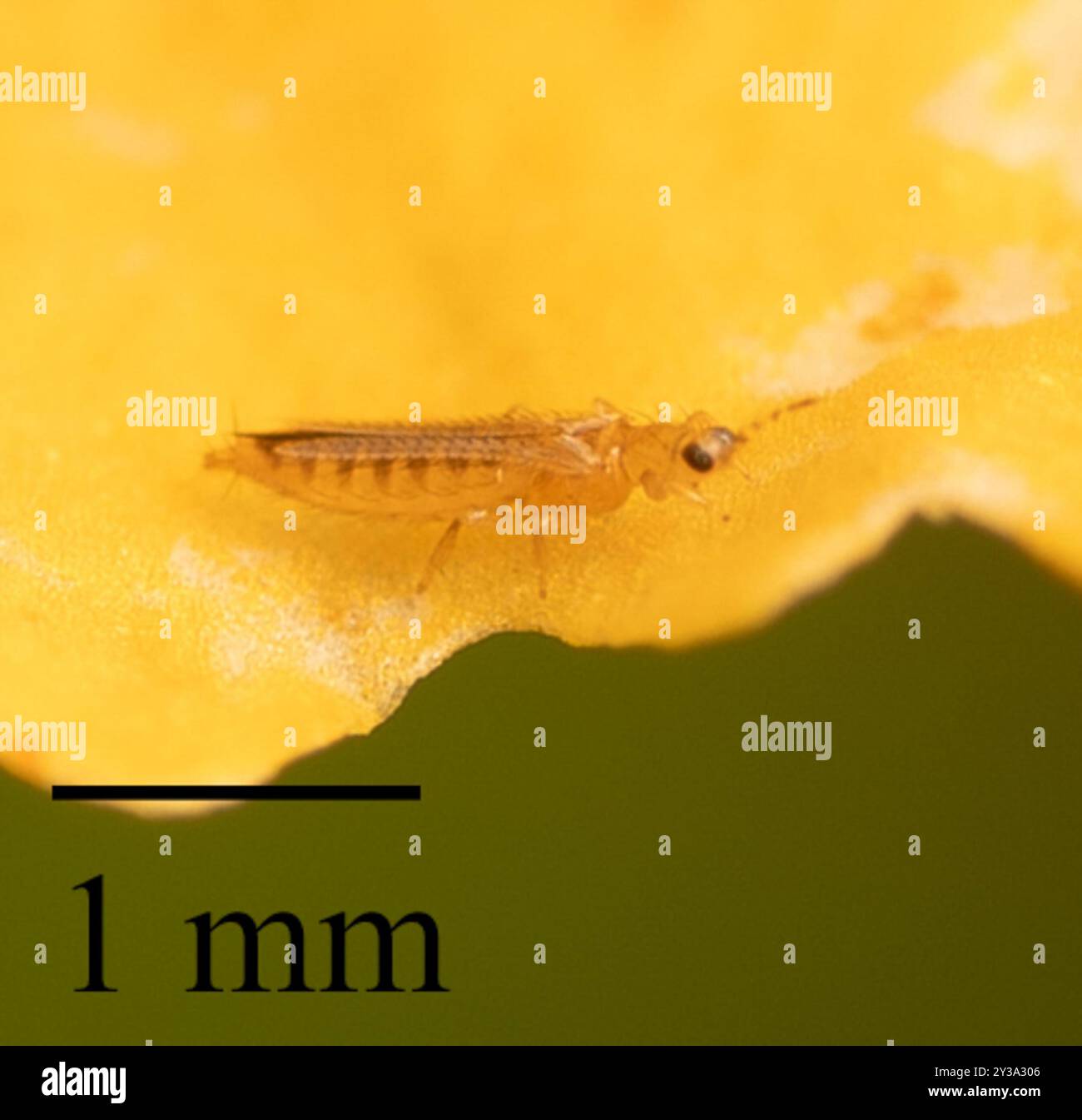Common Thrips (Thripidae) Insecta Stock Photo - Alamy