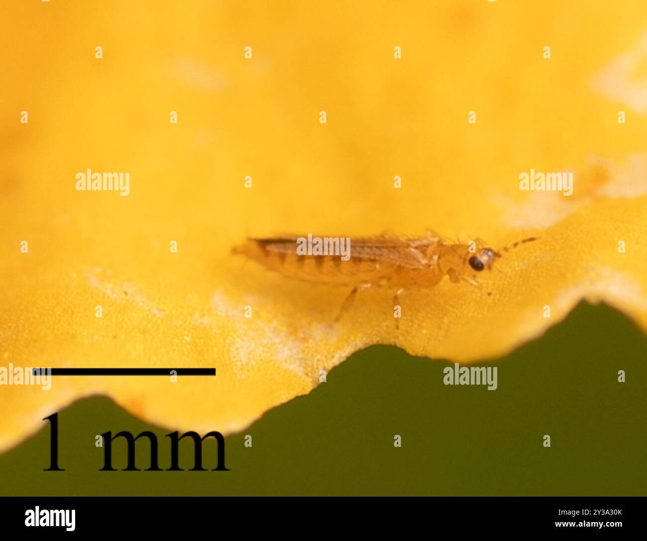 Common Thrips (Thripidae) Insecta Stock Photo - Alamy
