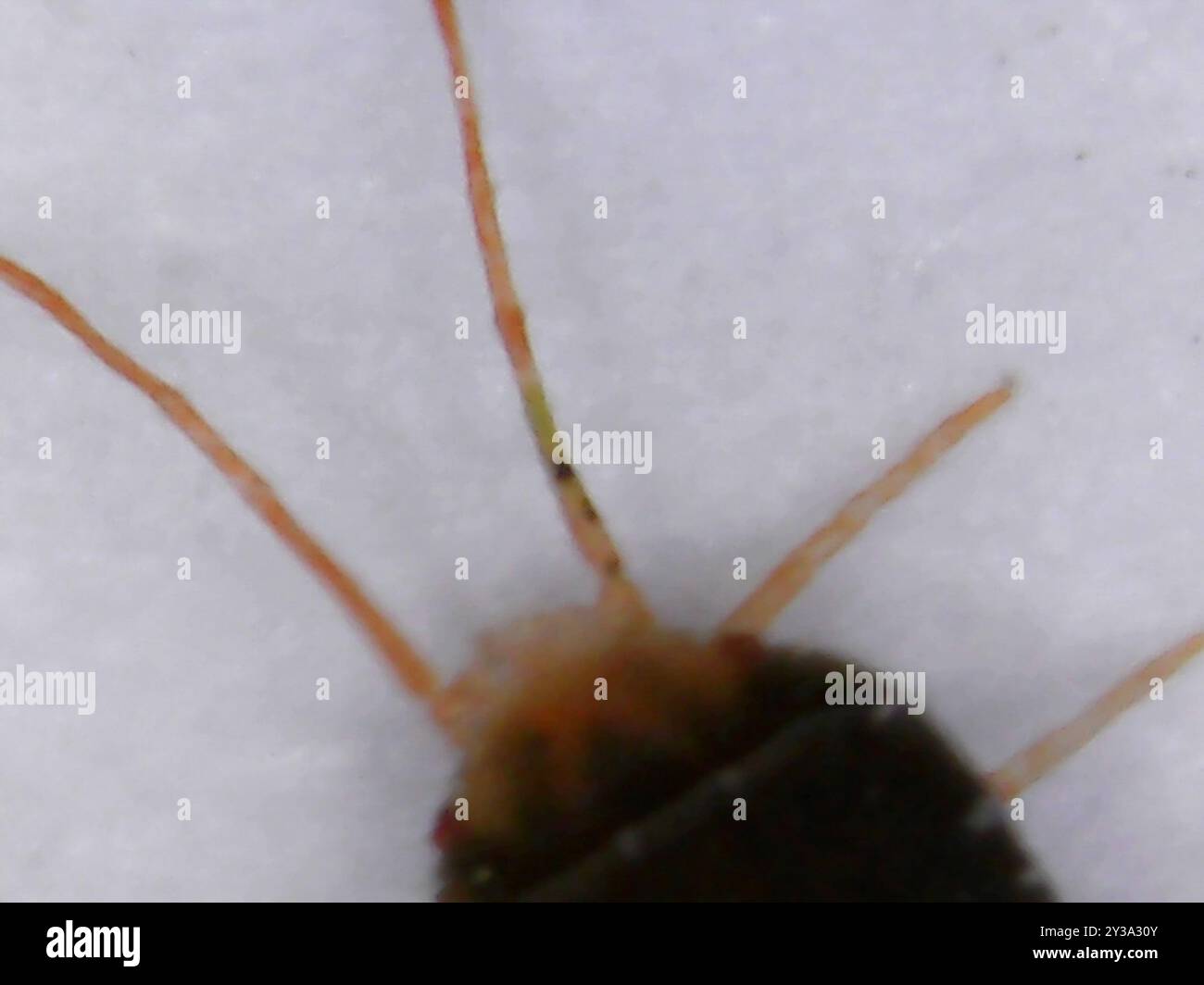 Mites and Ticks (Acari) Arachnida Stock Photo - Alamy