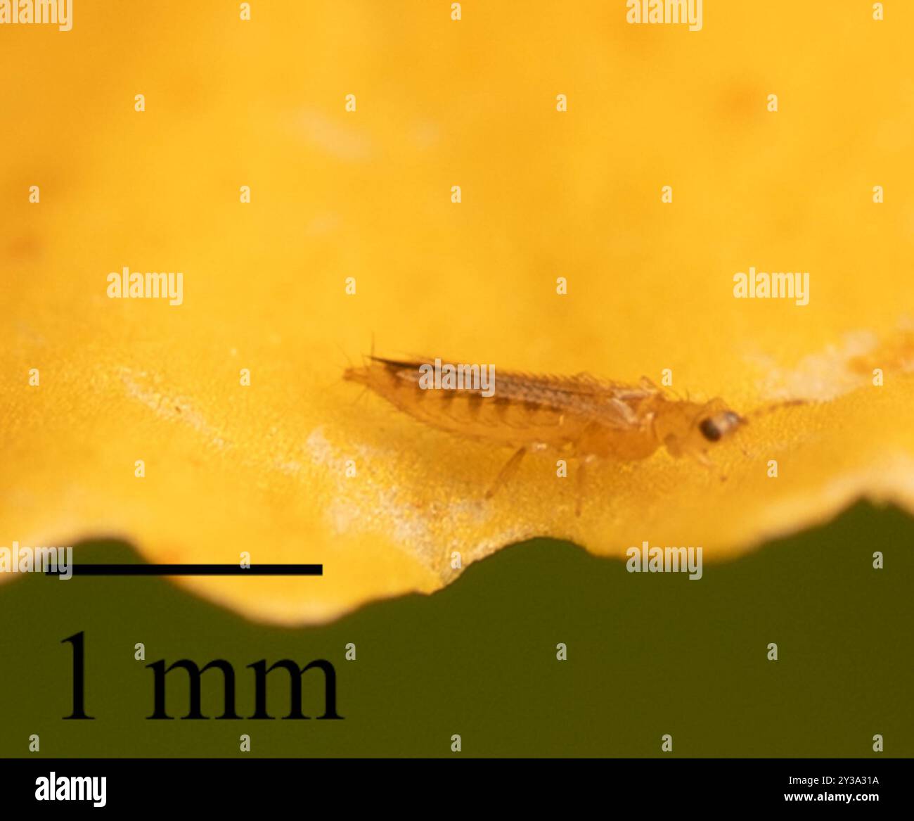 Common Thrips (Thripidae) Insecta Stock Photo - Alamy