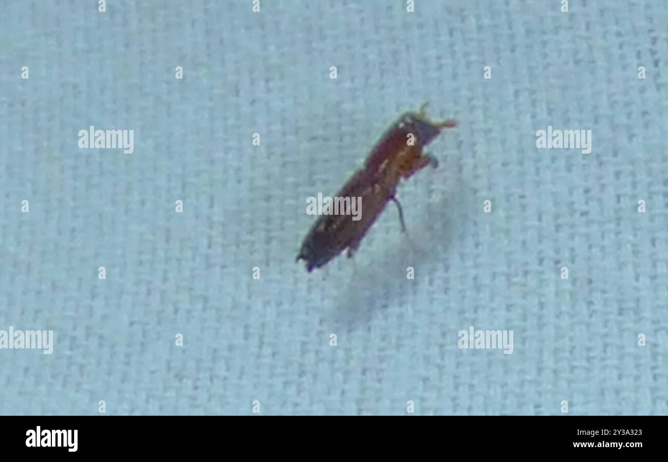 Pinhole Borer Beetles (Platypodinae) Insecta Stock Photo - Alamy