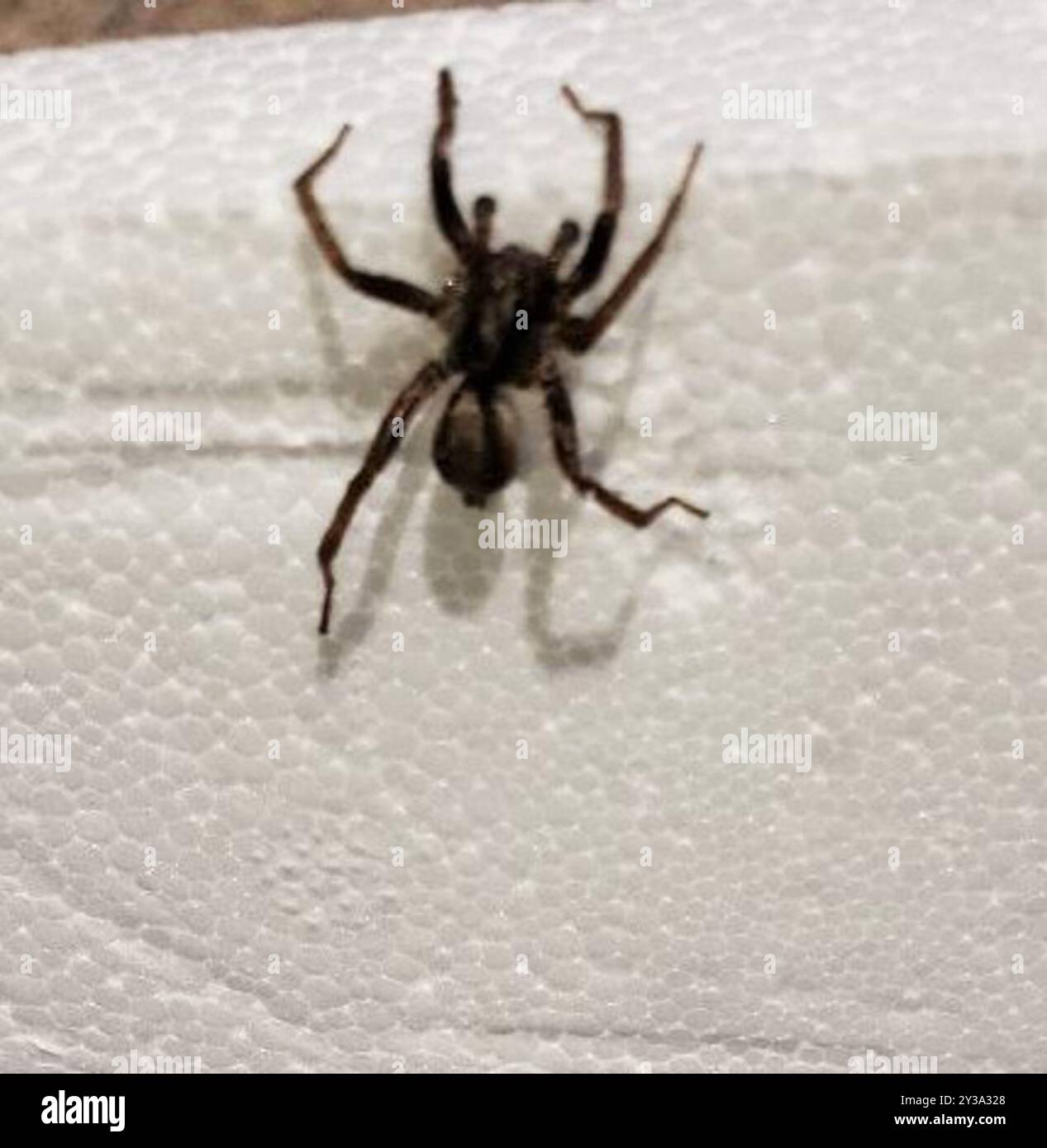 Spiders (Araneae) Arachnida Stock Photo - Alamy