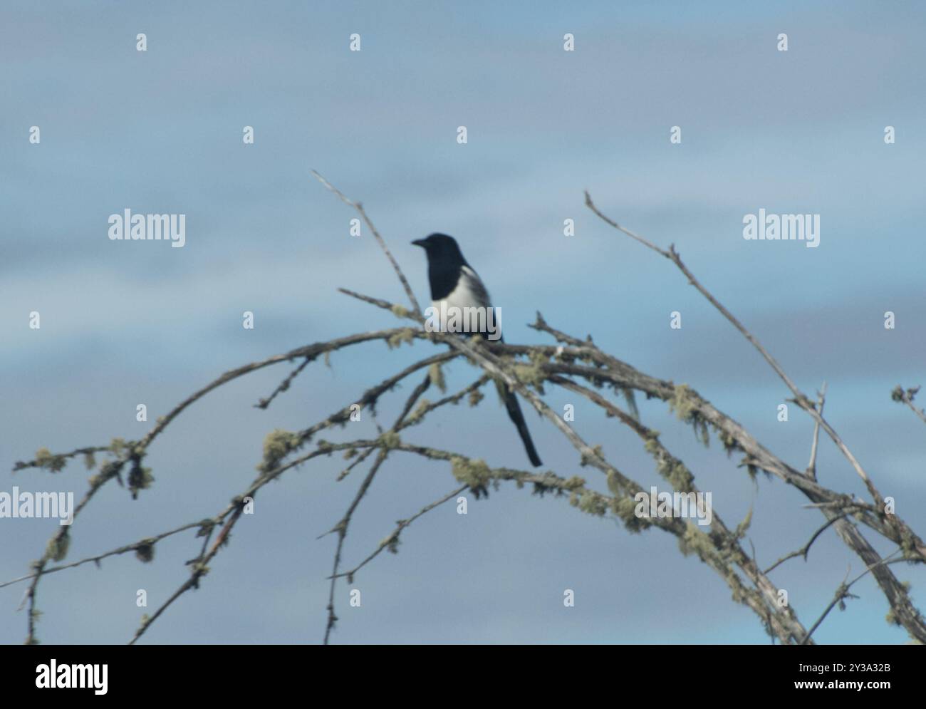 Black-billed Magpie (Pica hudsonia) Aves Stock Photo - Alamy