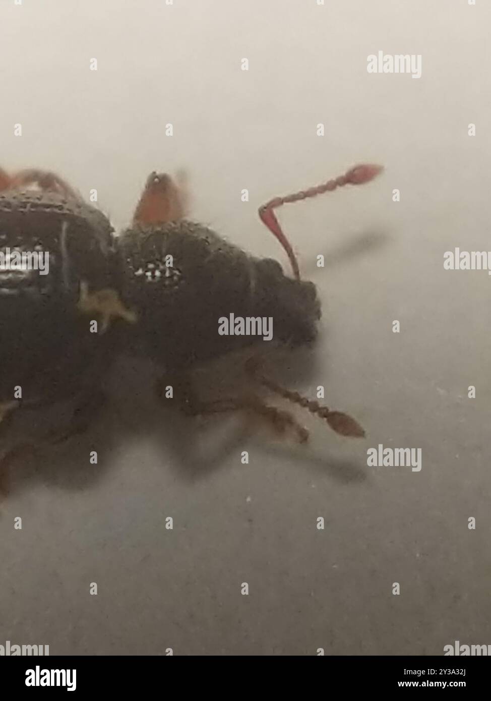 Hairy Spider Weevil (Barypeithes pellucidus) Insecta Stock Photo - Alamy