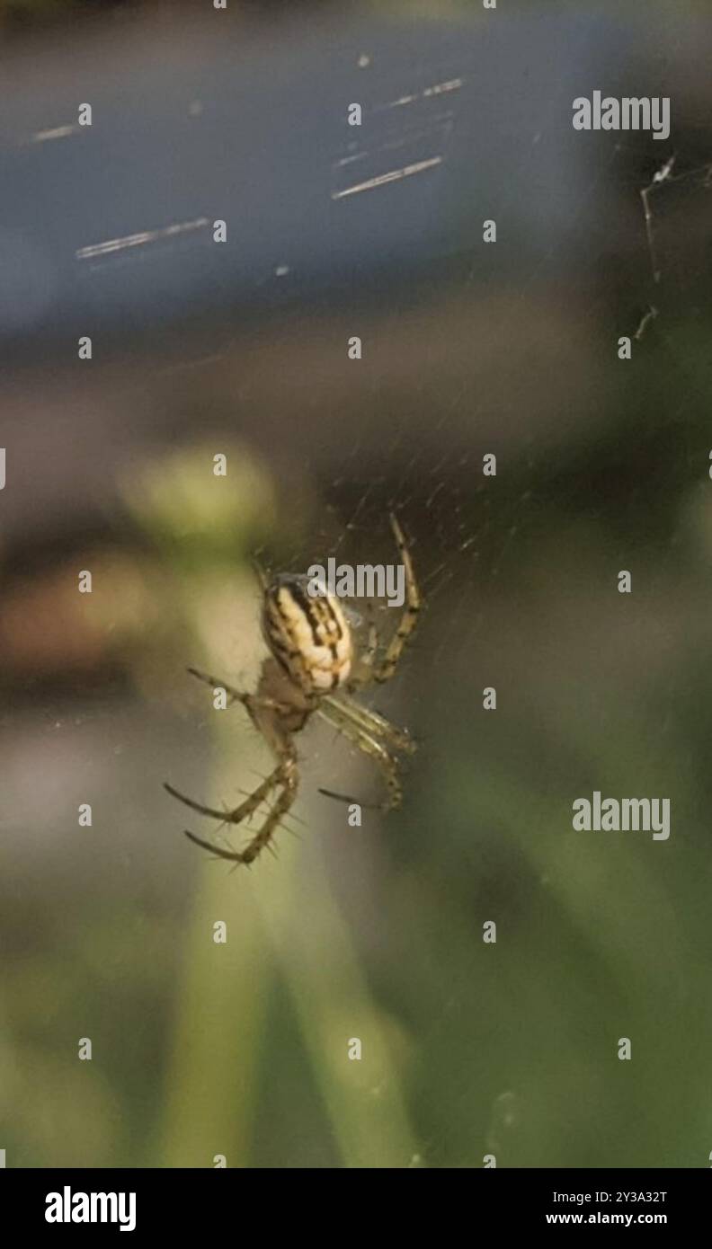 Cricket-bat Orbweaver (Mangora acalypha) Arachnida Stock Photo - Alamy