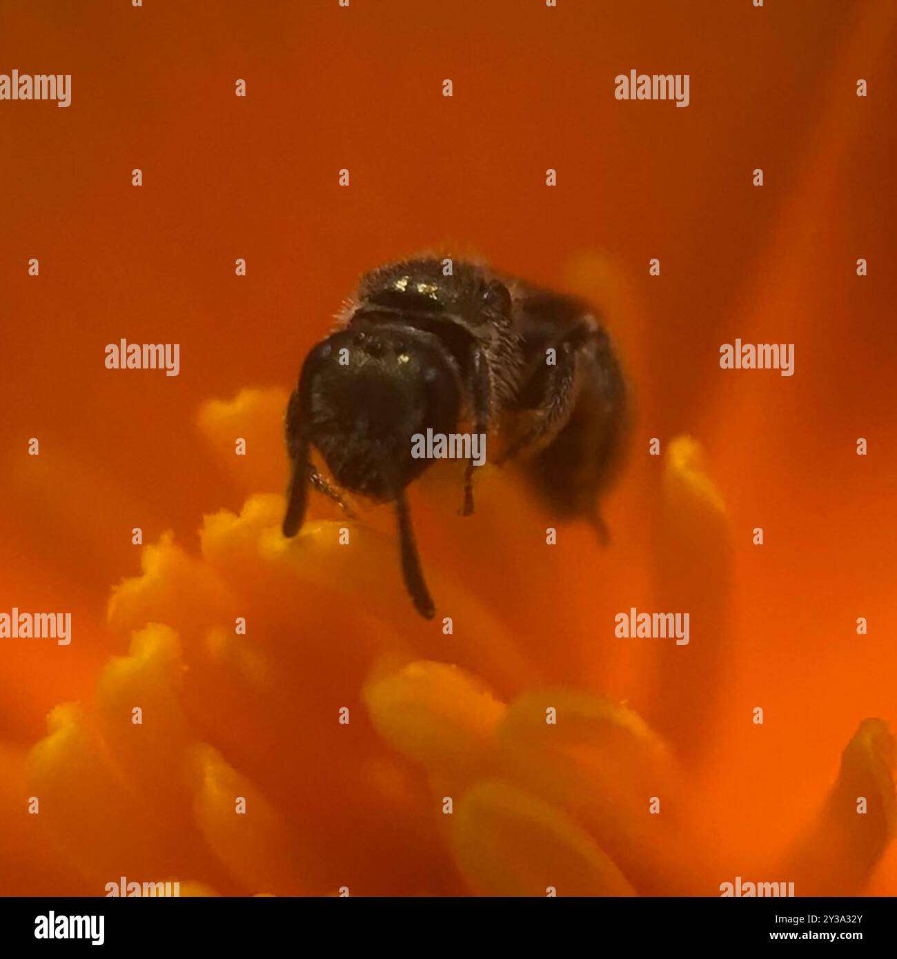 Metallic Sweat Bees (Dialictus) Insecta Stock Photo - Alamy