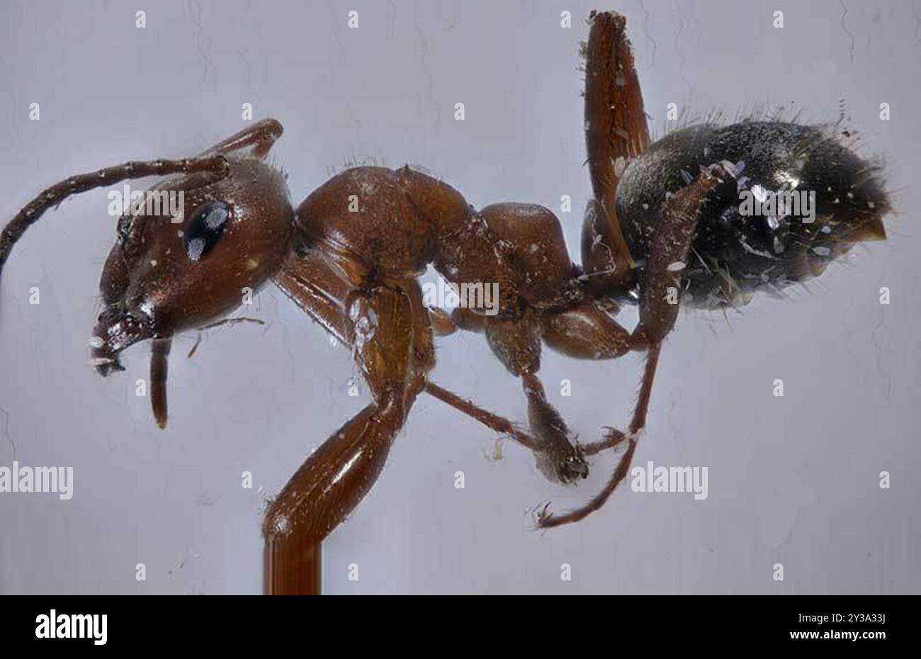 Dakota Mound Ant (Formica dakotensis) Insecta Stock Photo - Alamy