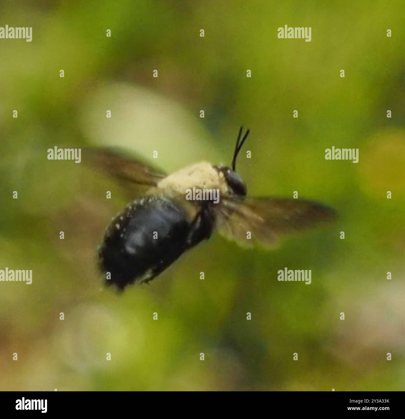 Eastern Carpenter Bee (Xylocopa virginica) Insecta Stock Photo - Alamy