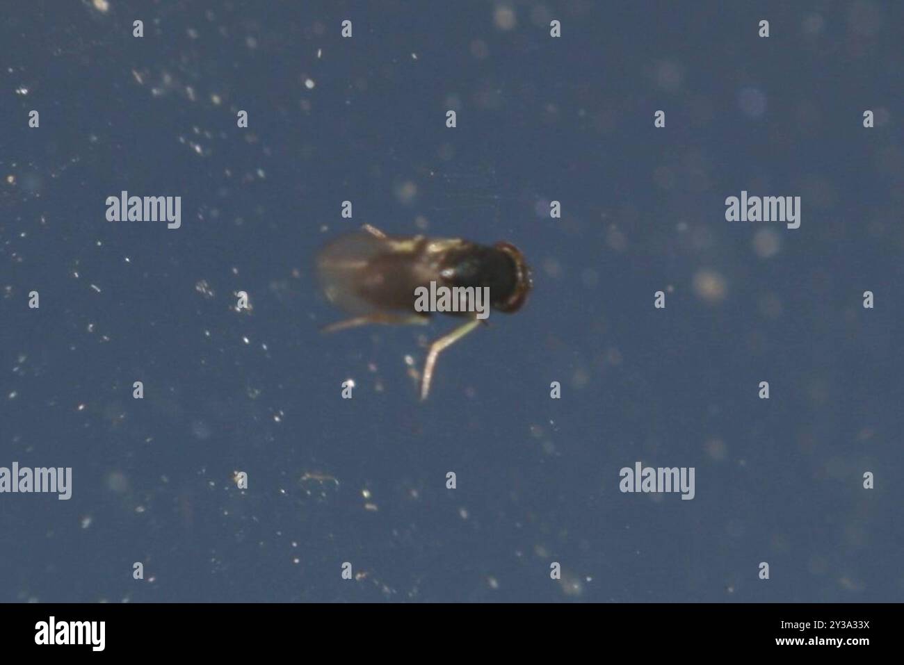 Chalcidoid Wasps (Chalcidoidea) Insecta Stock Photo - Alamy