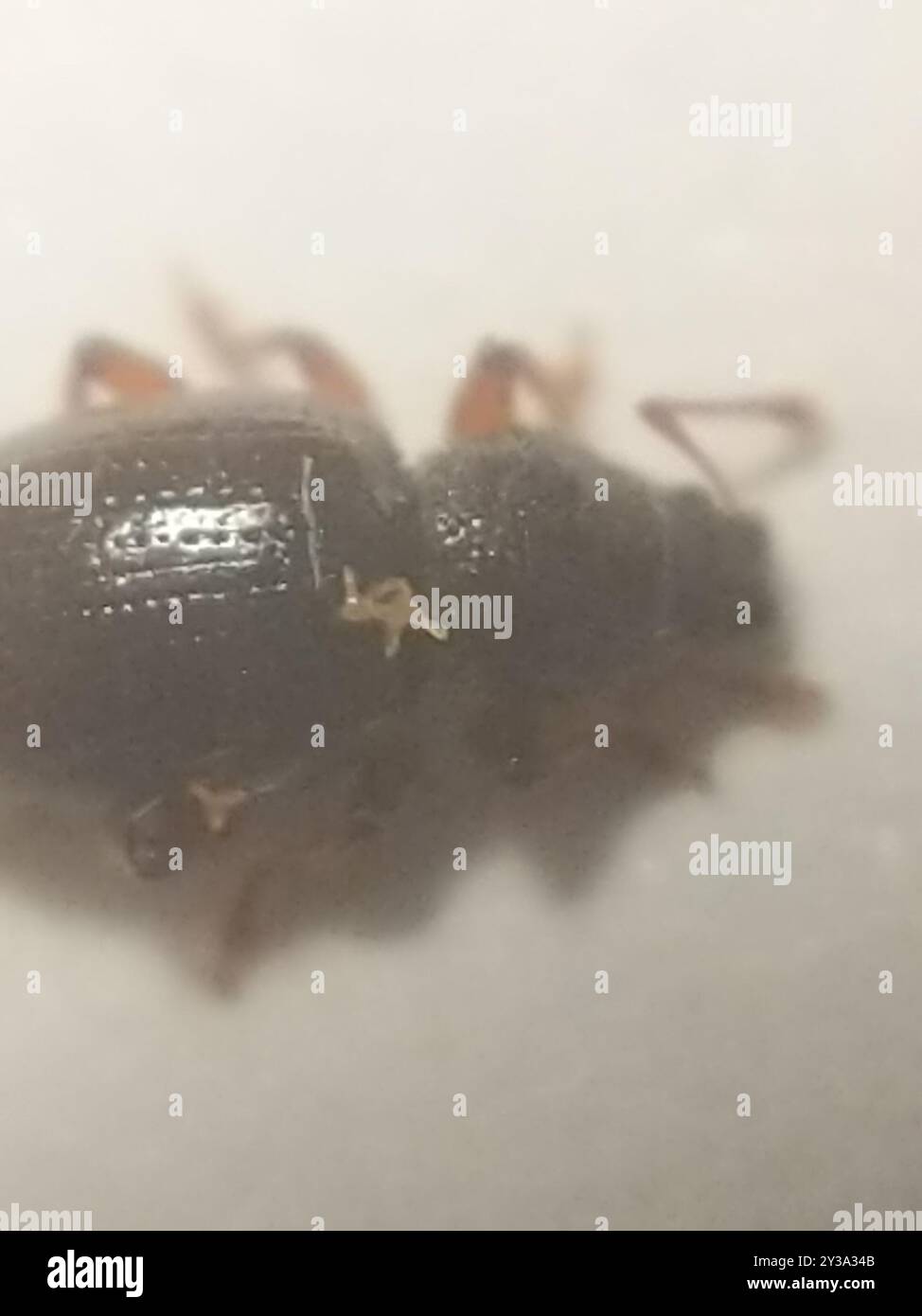 Hairy Spider Weevil (Barypeithes pellucidus) Insecta Stock Photo - Alamy
