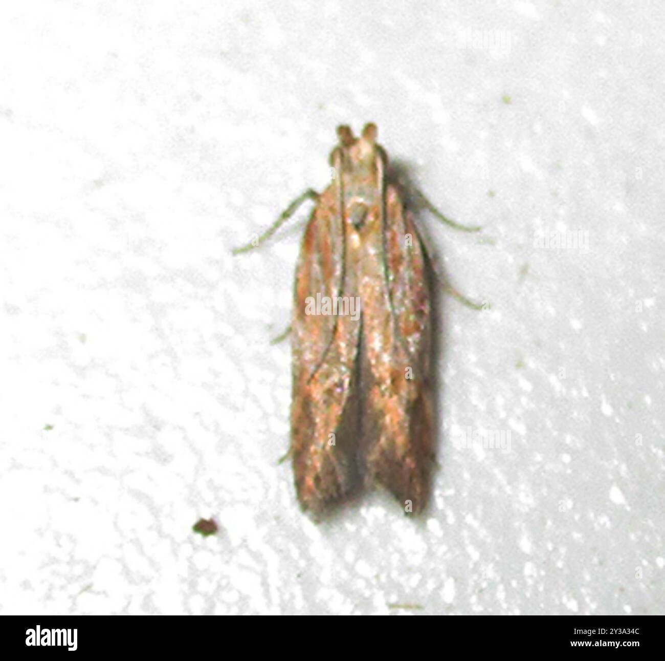 Twirler Moths (Gelechiidae) Insecta Stock Photo - Alamy