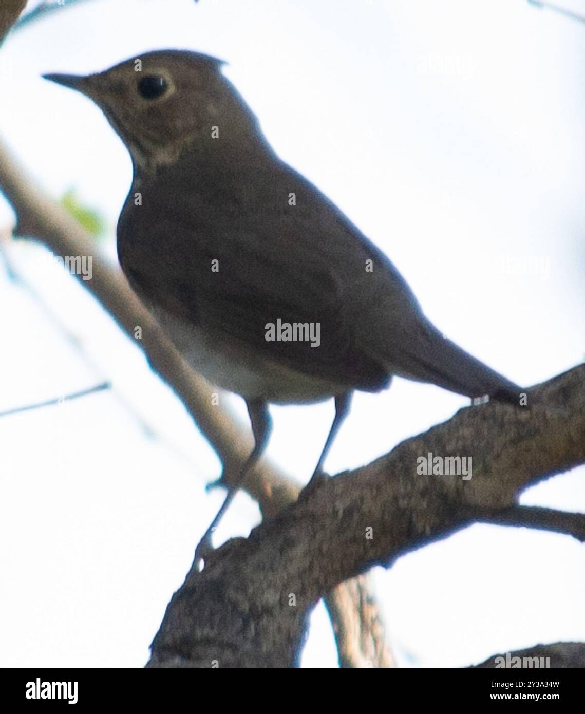 Swainson's Thrush (Catharus ustulatus) Aves Stock Photo - Alamy
