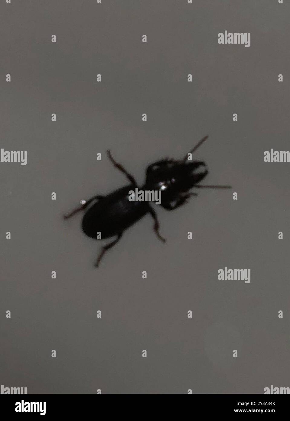 Big-headed Ground Beetle (Scarites subterraneus) Insecta Stock Photo ...