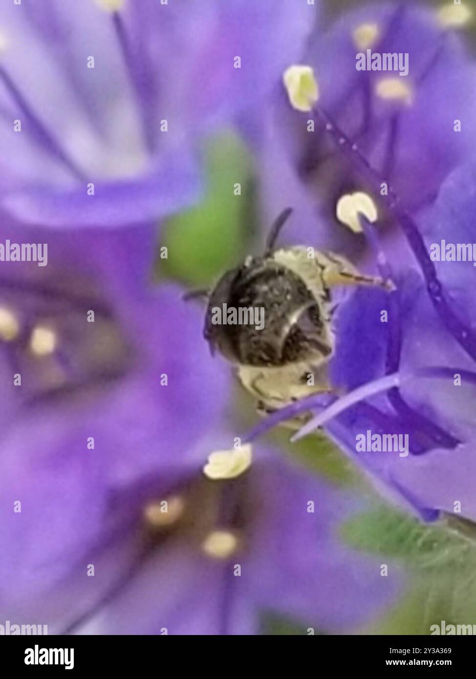 Small Carpenter Bees (Ceratina) Insecta Stock Photo - Alamy
