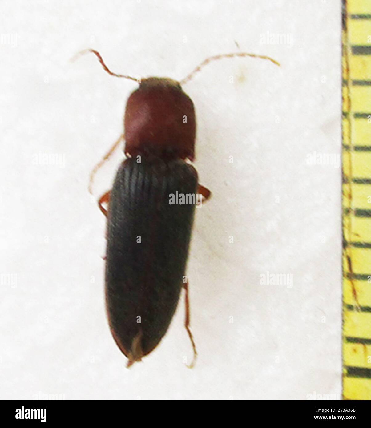 Click Beetles (Elateridae) Insecta Stock Photo - Alamy