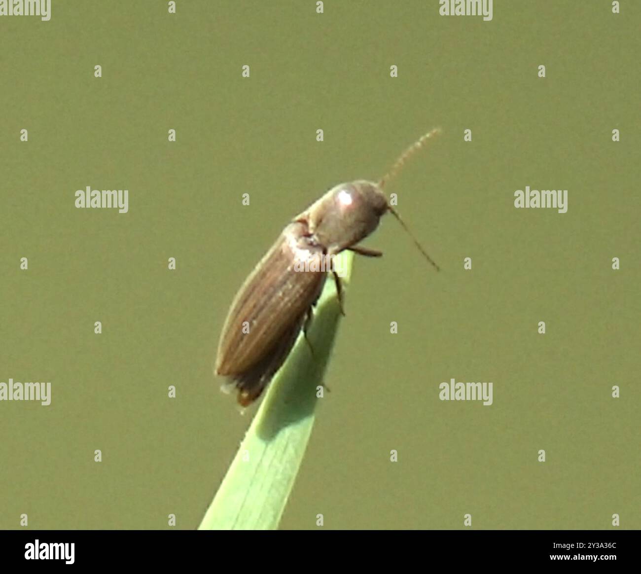 Lined Click Beetle (Agriotes lineatus) Insecta Stock Photo - Alamy