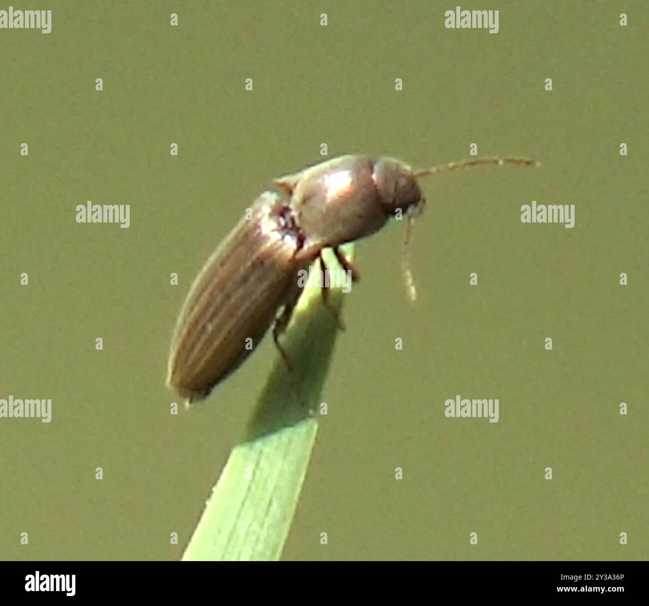 Lined Click Beetle (Agriotes lineatus) Insecta Stock Photo - Alamy