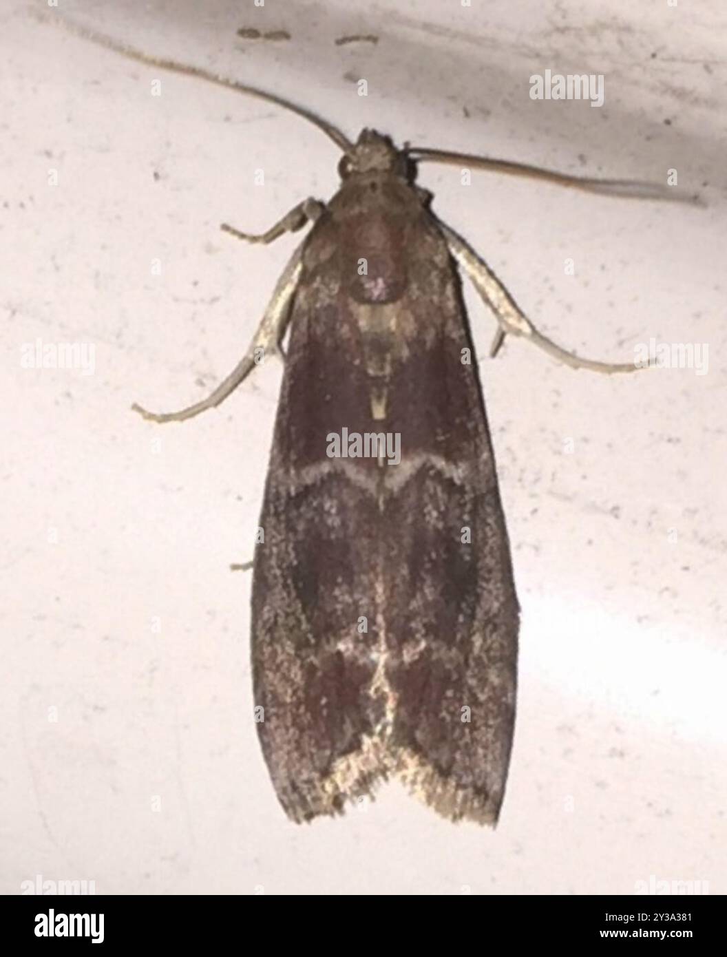 Root Collar Borer Moth (Euzophera ostricolorella) Insecta Stock Photo ...