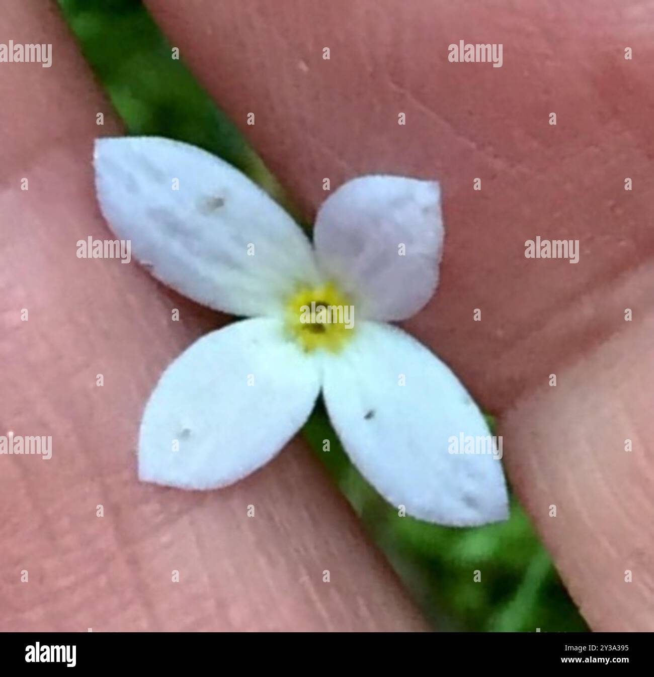 azure bluet (Houstonia caerulea) Plantae Stock Photo - Alamy