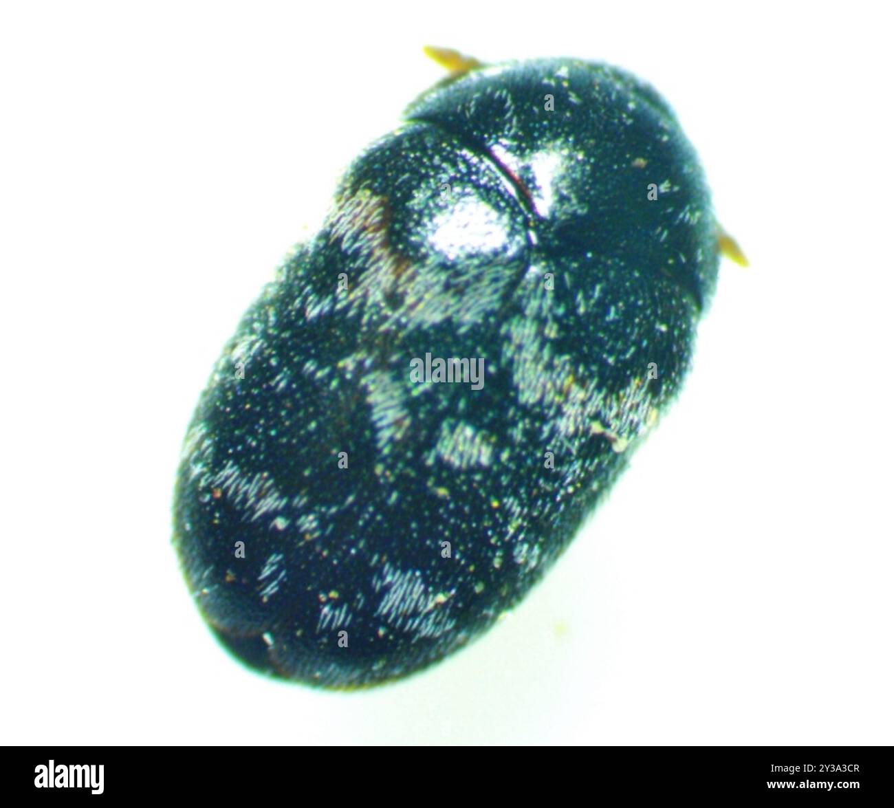 Glabrous Cabinet Beetle (Trogoderma glabrum) Insecta Stock Photo - Alamy