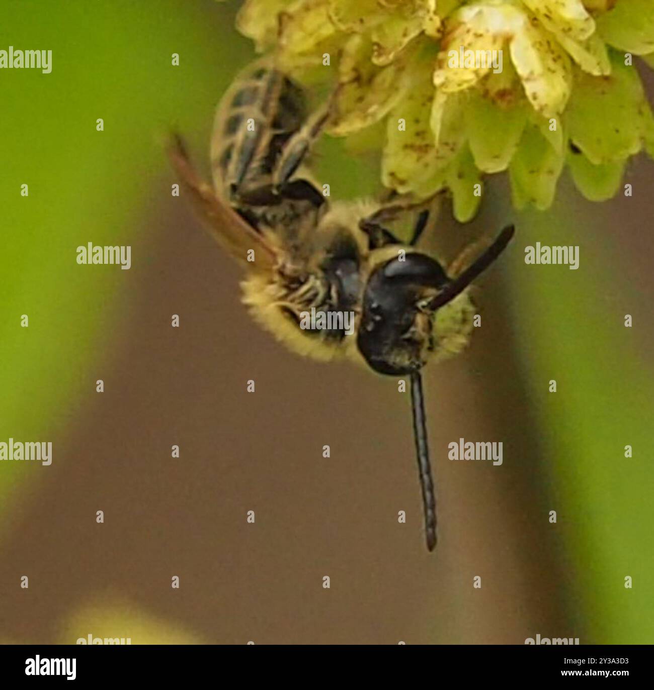 Mining Bees (Andrena) Insecta Stock Photo - Alamy