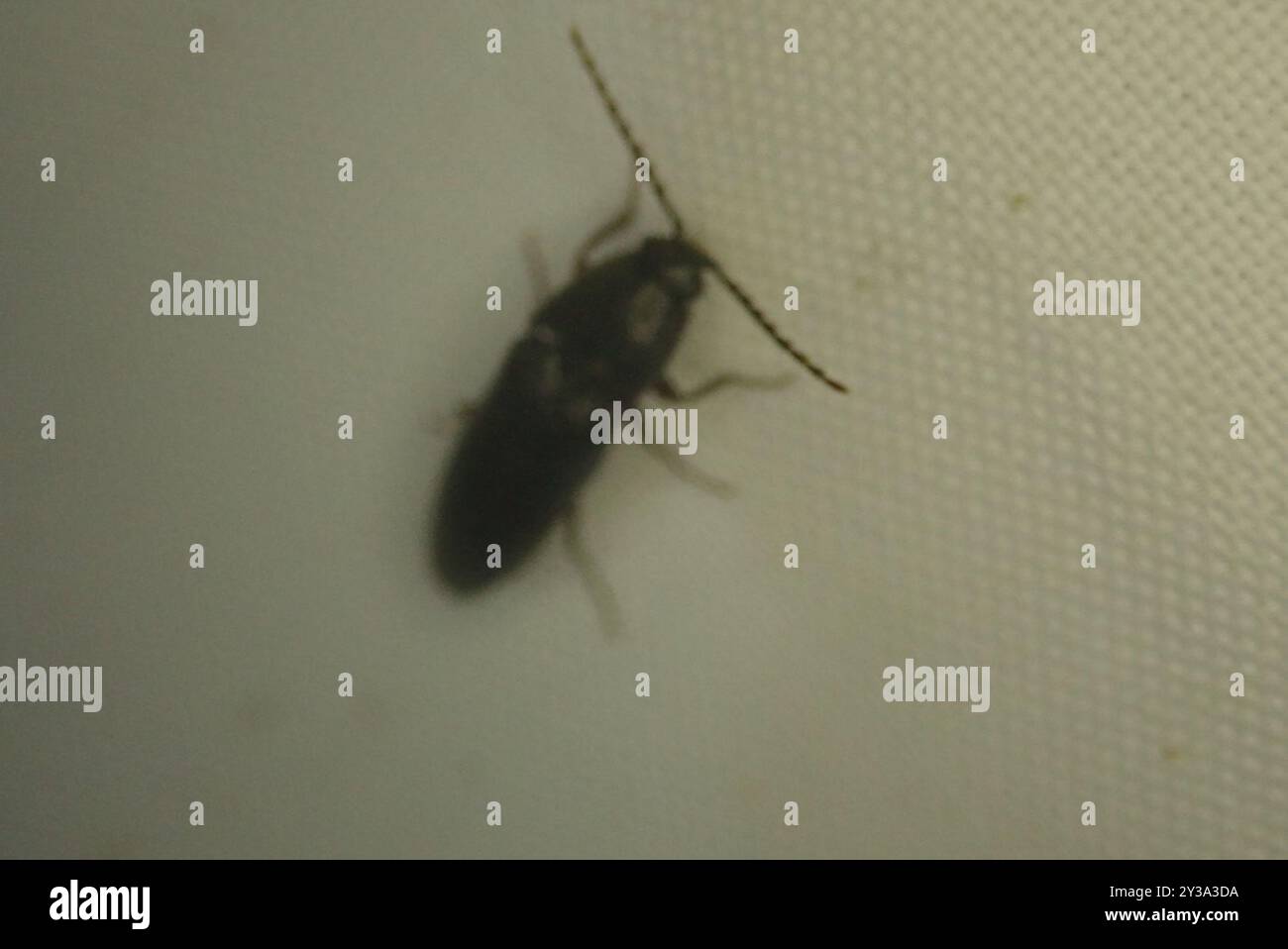 Click Beetles (Elateridae) Insecta Stock Photo - Alamy