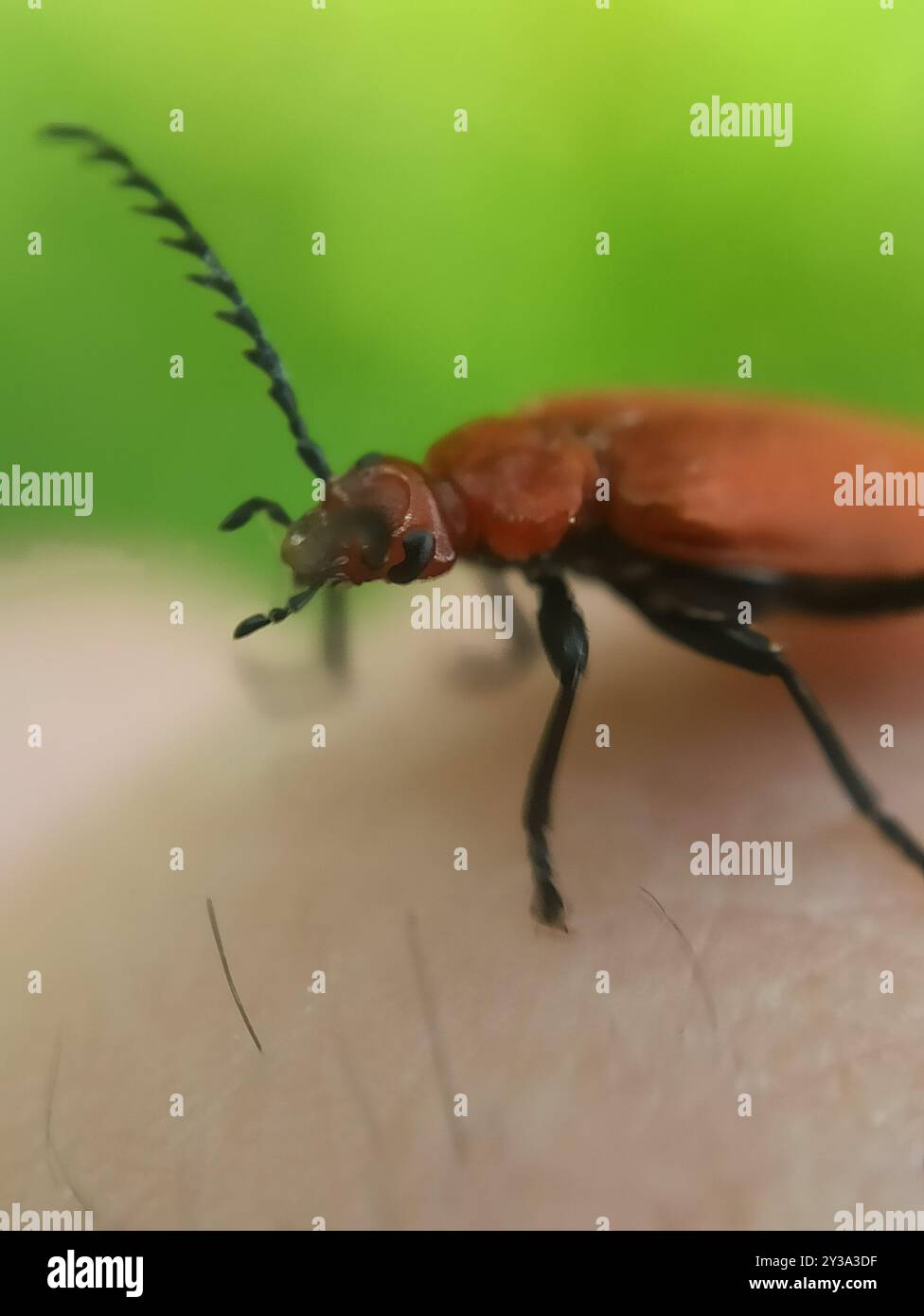 Common Cardinal Beetle (Pyrochroa serraticornis) Insecta Stock Photo ...