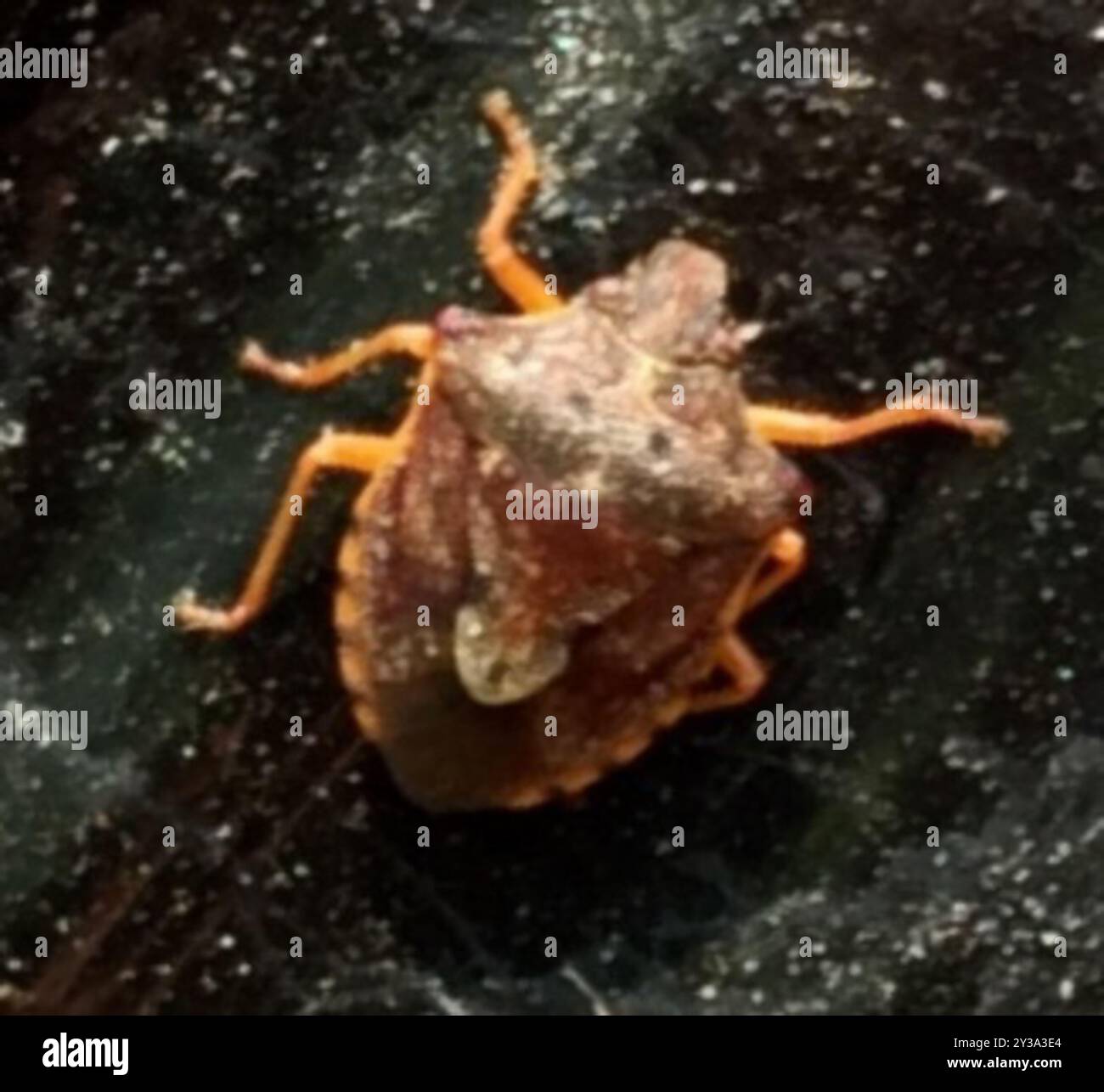 Dendrocoris humeralis hi-res stock photography and images - Alamy