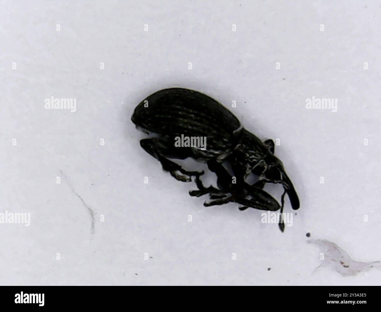 Birch Catkin Weevil (Betulapion simile) Insecta Stock Photo - Alamy