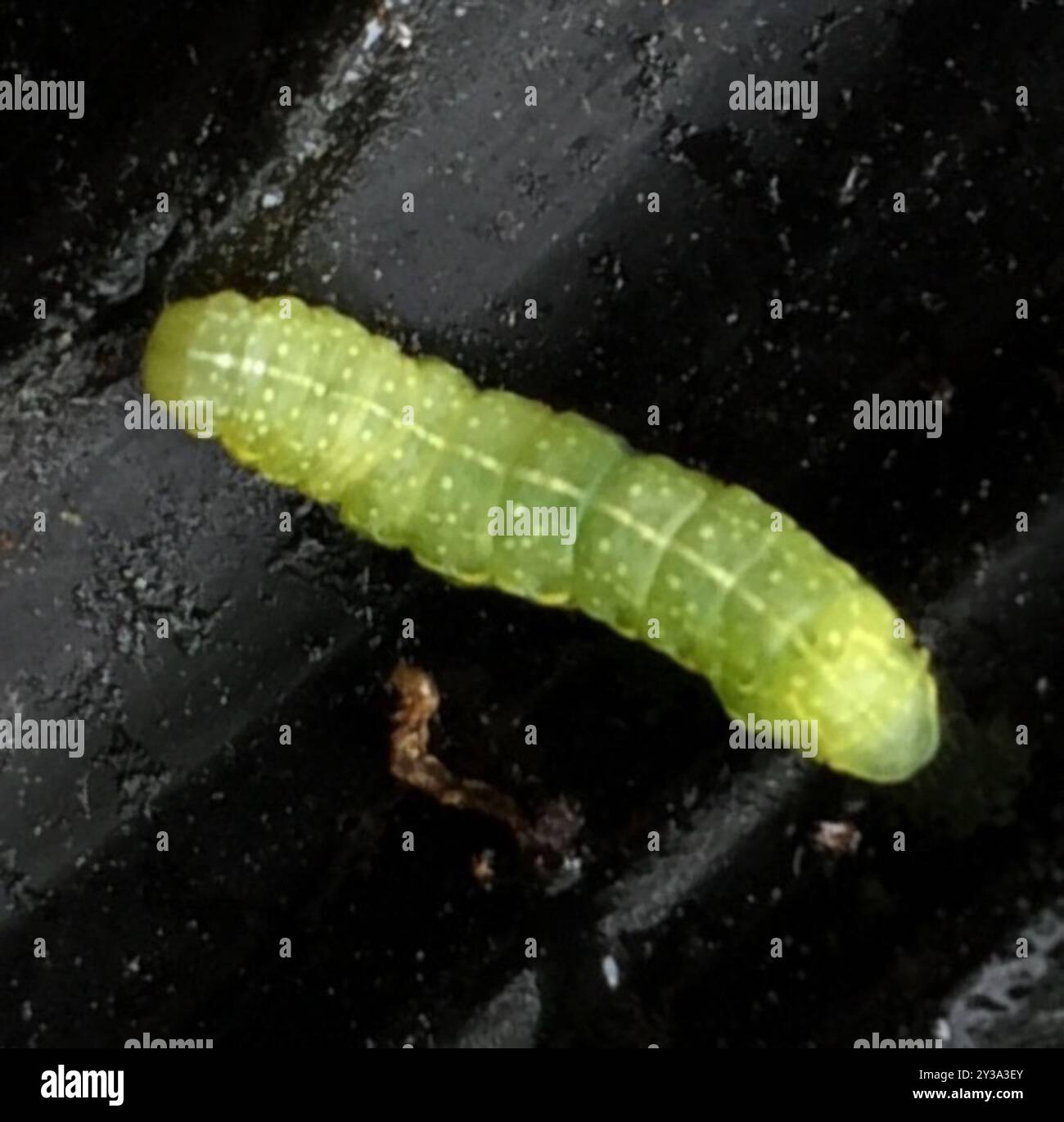 American Copper Underwing (Amphipyra pyramidoides) Insecta Stock Photo ...