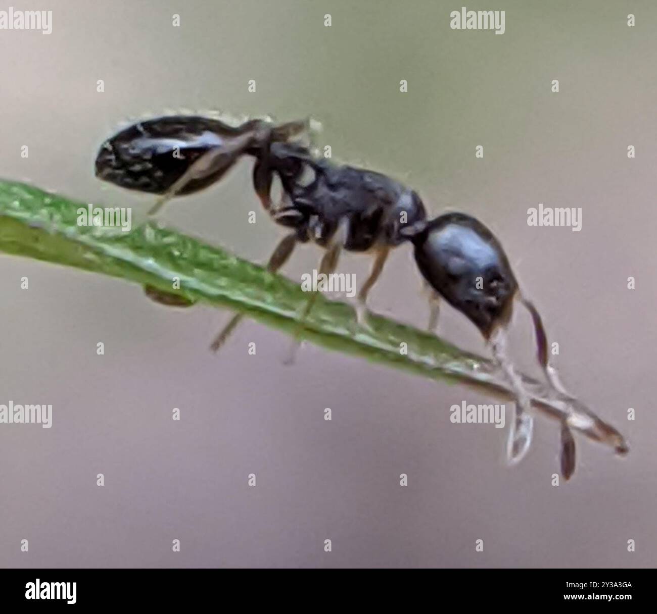 Acorn Ants and Allies (Temnothorax) Insecta Stock Photo - Alamy