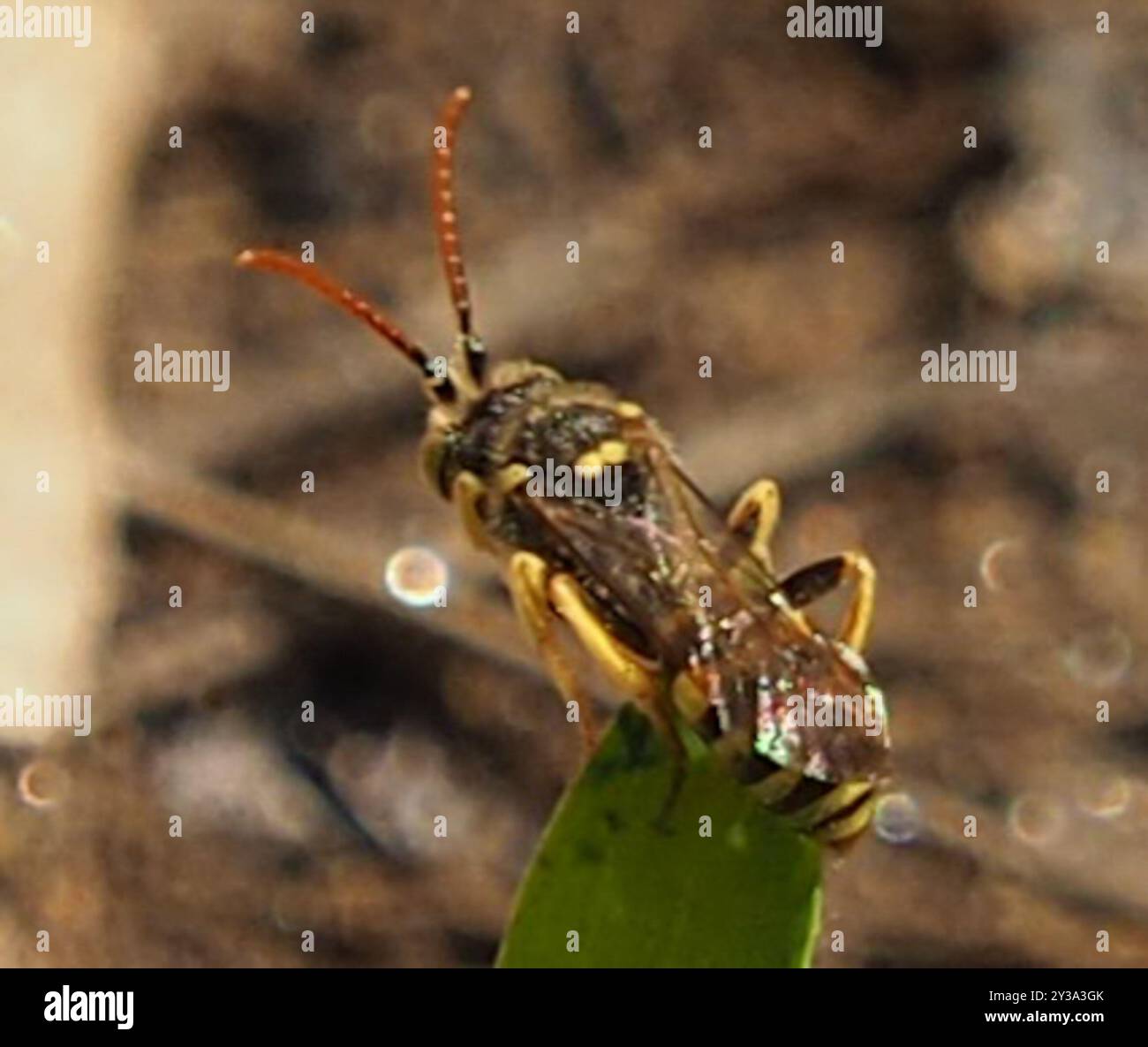 Nomad Bees (Nomada) Insecta Stock Photo - Alamy