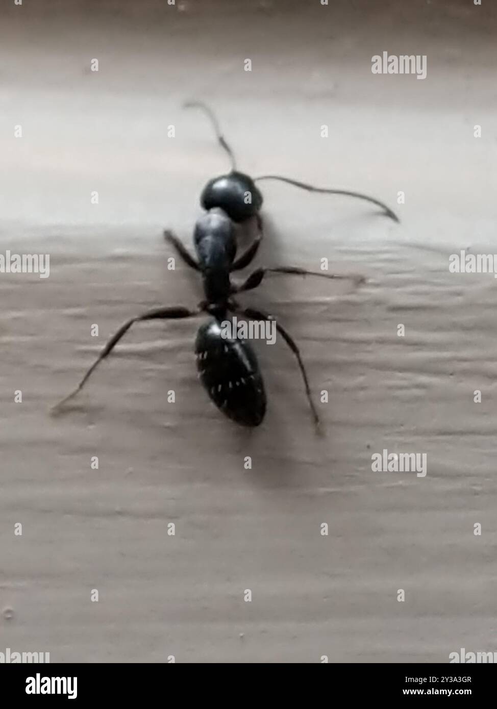 Nearctic Carpenter Ant (Camponotus nearcticus) Insecta Stock Photo - Alamy