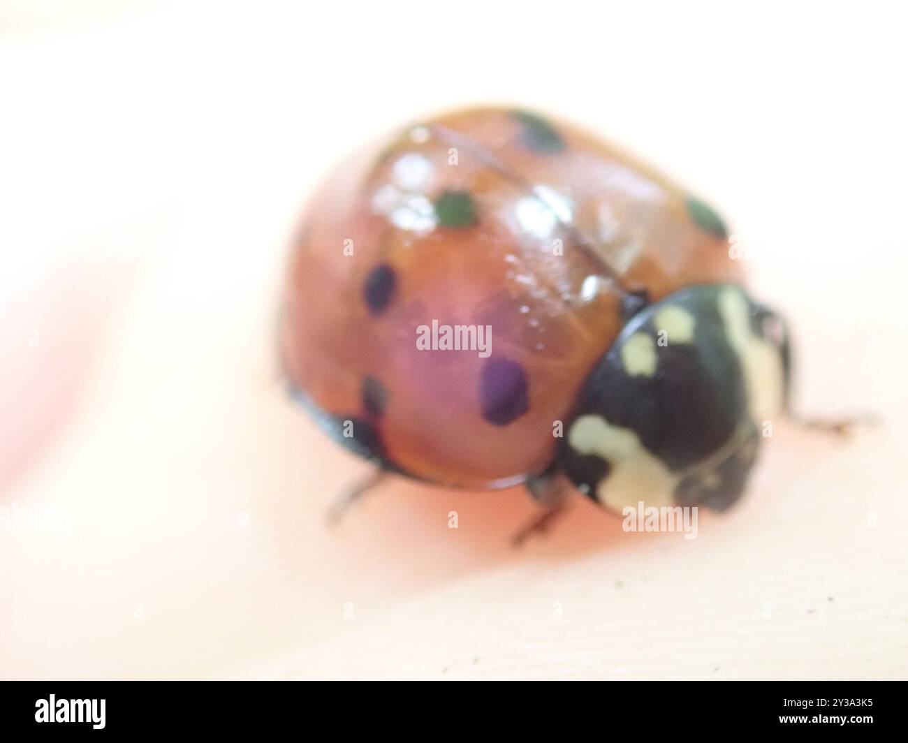 Flying Saucer Lady Beetle (Anatis rathvoni) Insecta Stock Photo - Alamy