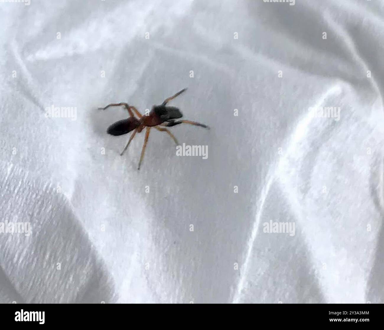 (Myrmarachne formicaria) Arachnida Stock Photo - Alamy