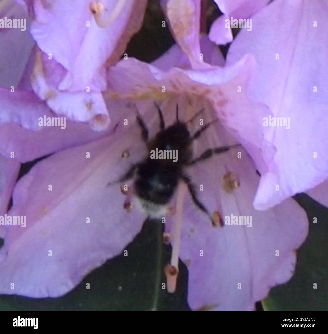 Tree Bumble Bee (Bombus hypnorum) Insecta Stock Photo - Alamy