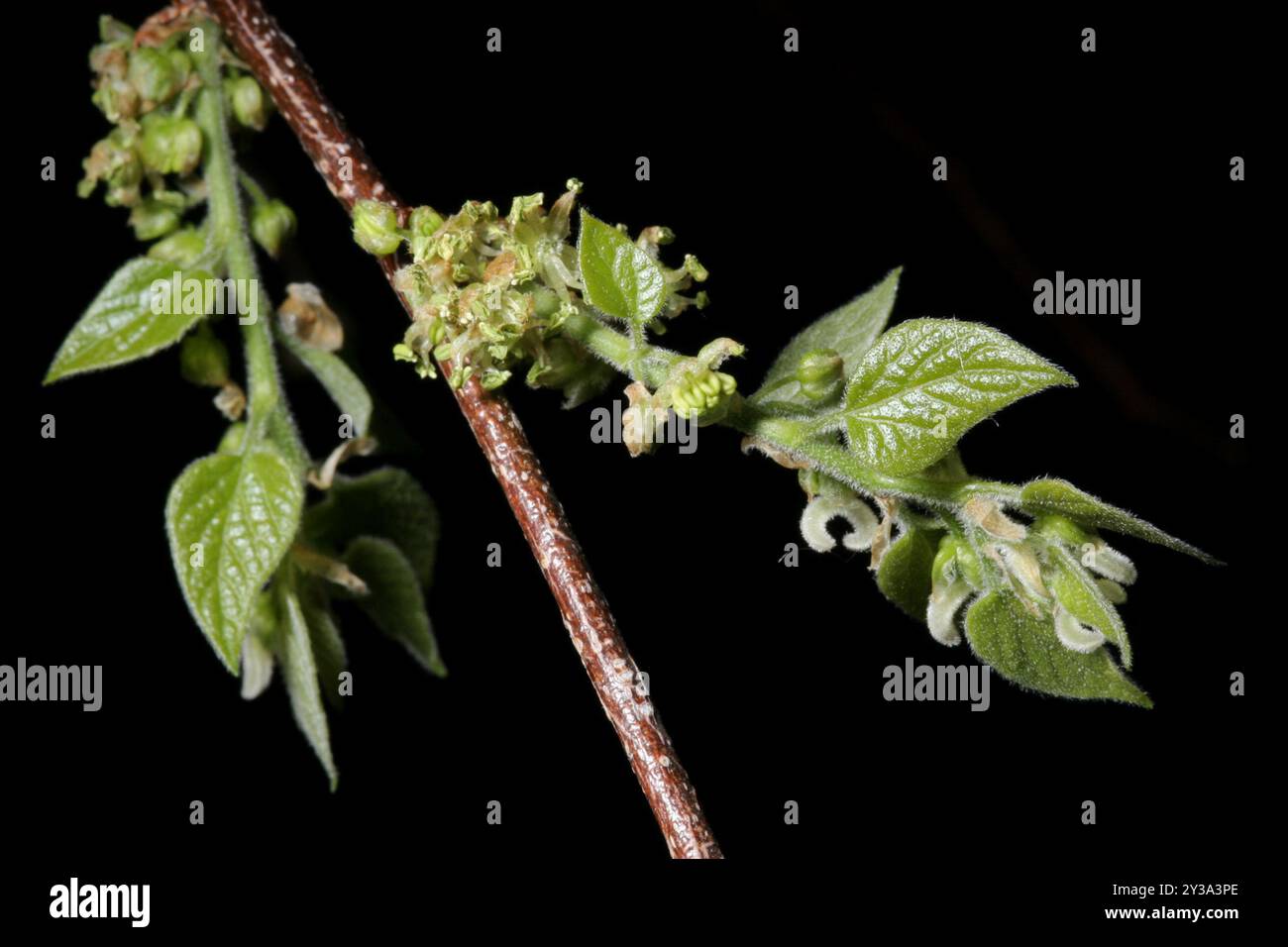 netleaf hackberry (Celtis reticulata) Plantae Stock Photo - Alamy