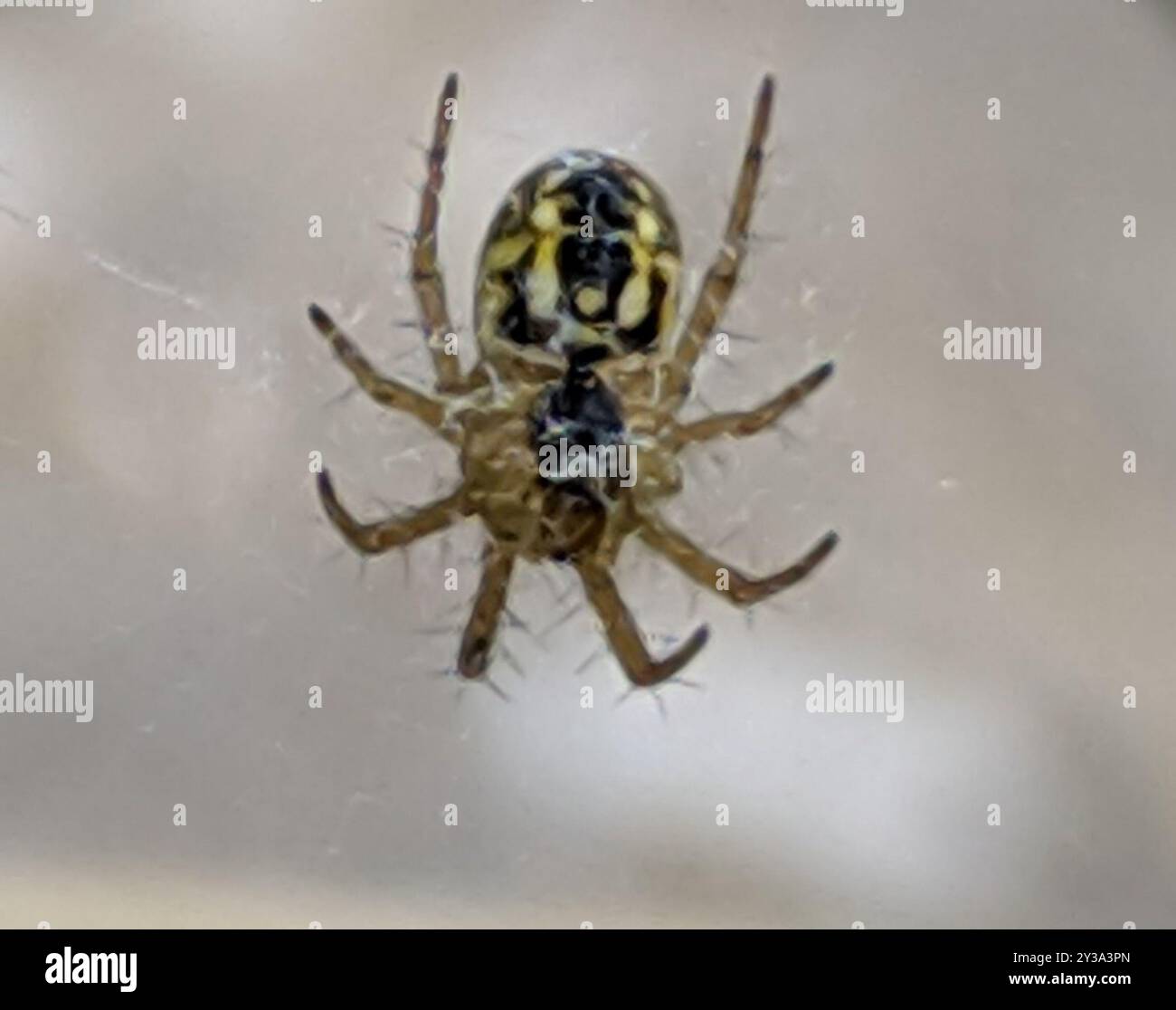 Cricket-bat Orbweaver (Mangora acalypha) Arachnida Stock Photo - Alamy