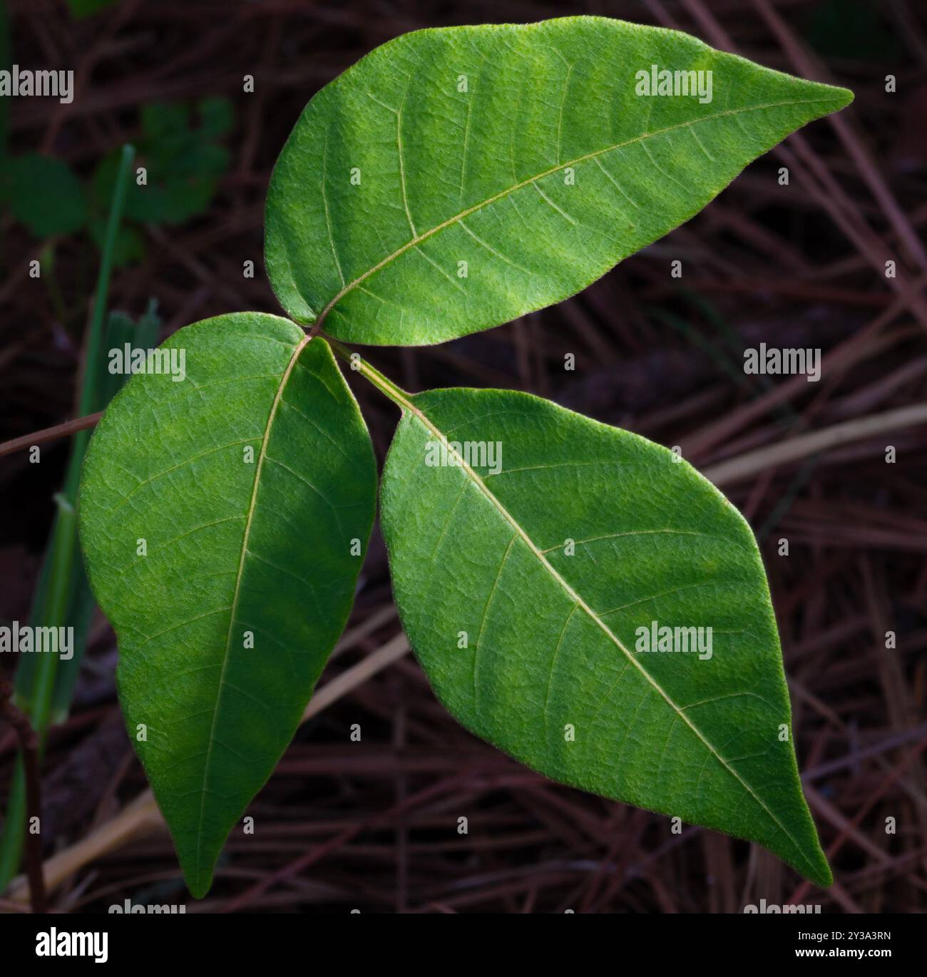 Bright three leaves on a poison ivy plant growing on a forest floor ...