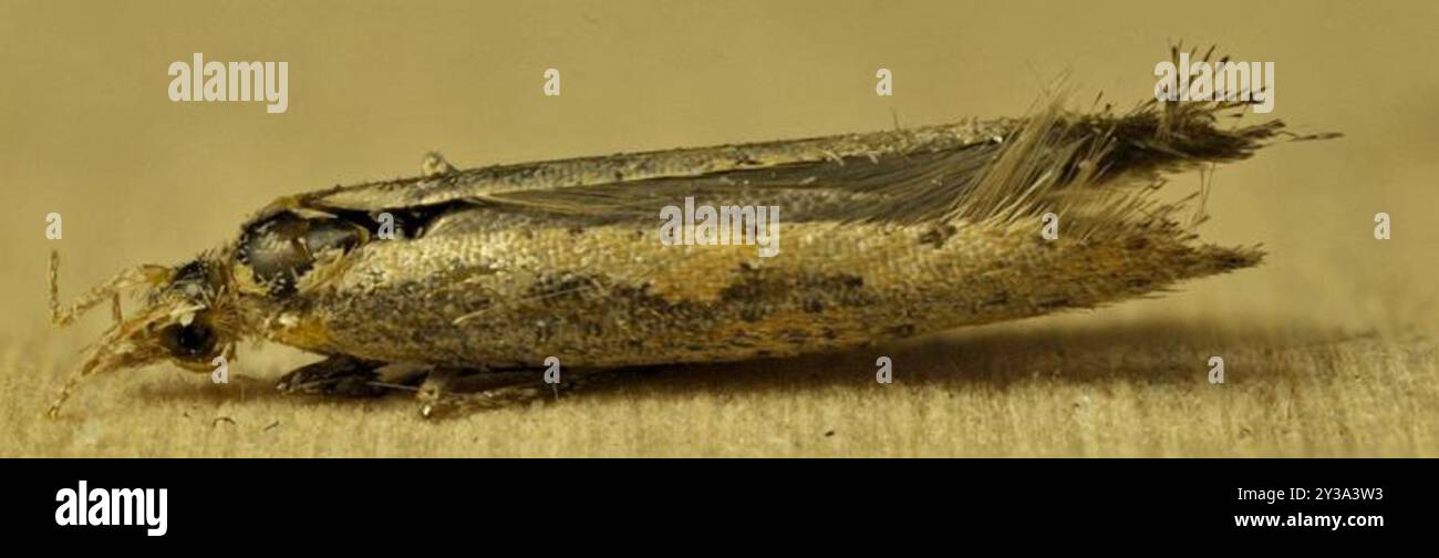 Diamondback Moth (Plutella xylostella) Insecta Stock Photo - Alamy