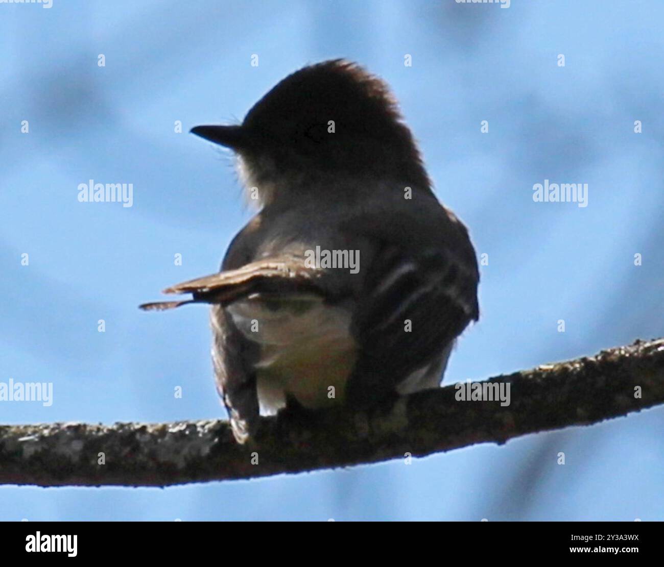 Eastern Wood-Pewee (Contopus virens) Aves Stock Photo - Alamy