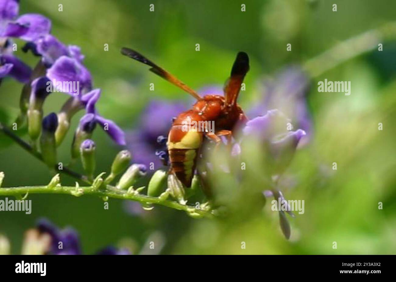 Mediterranean Snouted Potter Wasp (Rhynchium oculatum) Insecta Stock ...