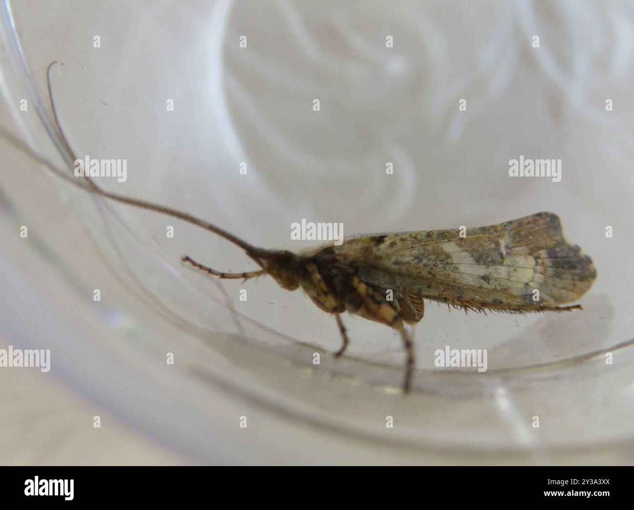 Mottled Sedge (Glyphotaelius pellucidus) Insecta Stock Photo - Alamy