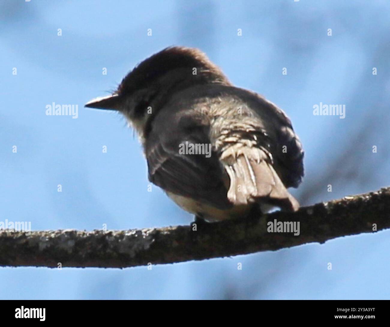 Eastern Wood-Pewee (Contopus virens) Aves Stock Photo - Alamy