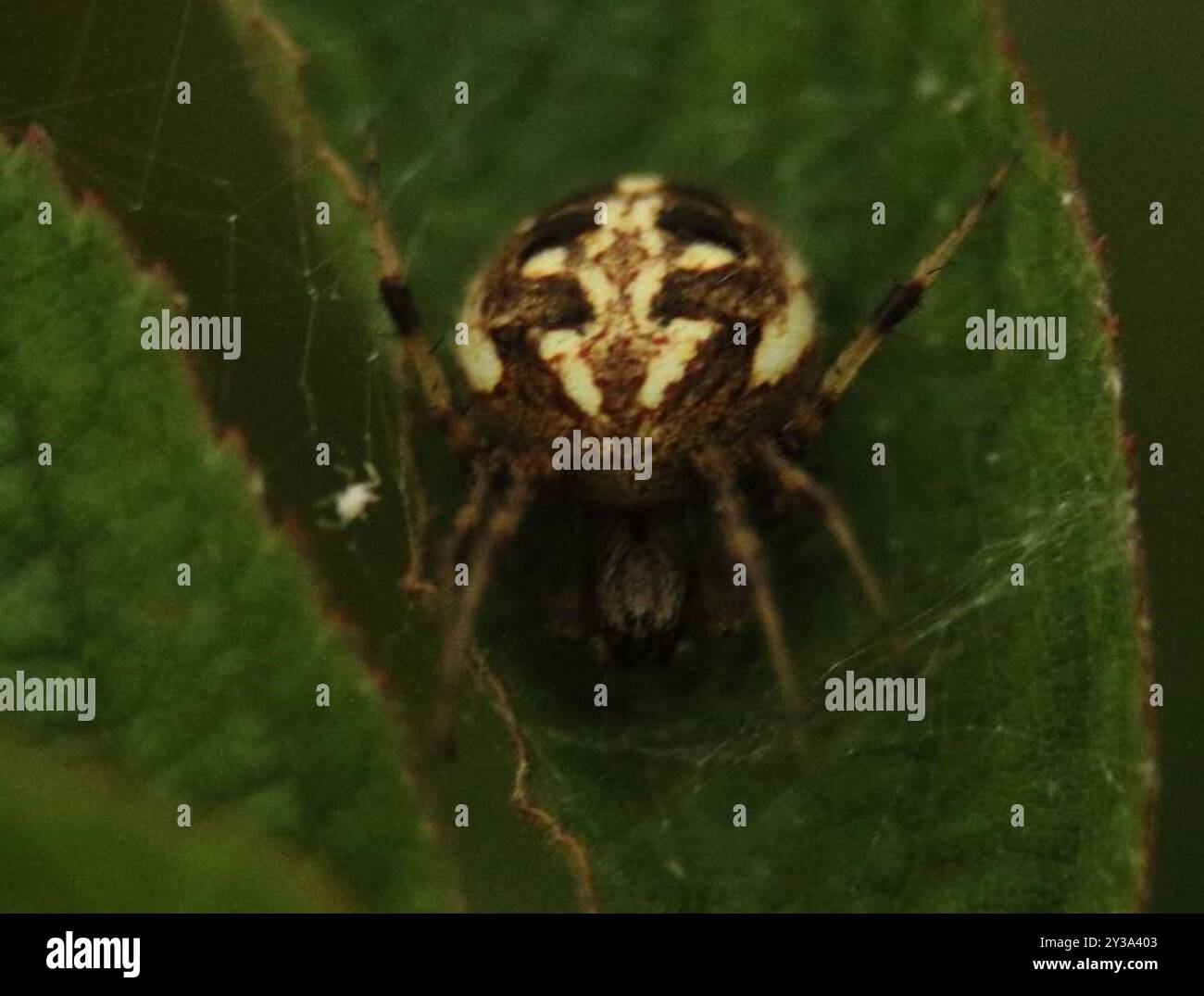 Arabesque Orbweaver (Neoscona arabesca) Arachnida Stock Photo - Alamy