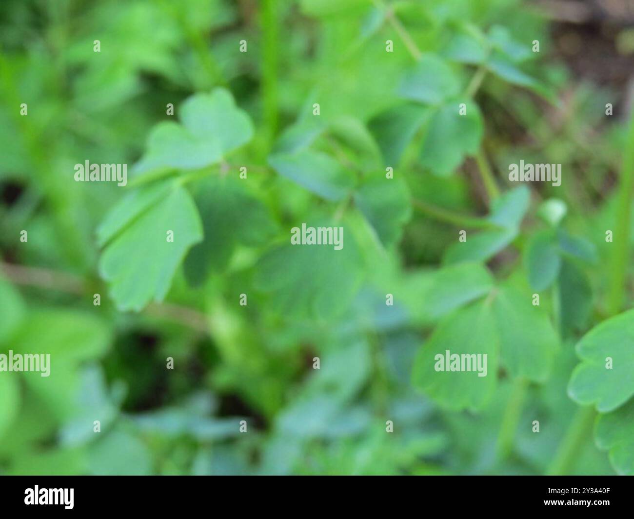 French meadow-rue (Thalictrum aquilegiifolium) Plantae Stock Photo - Alamy