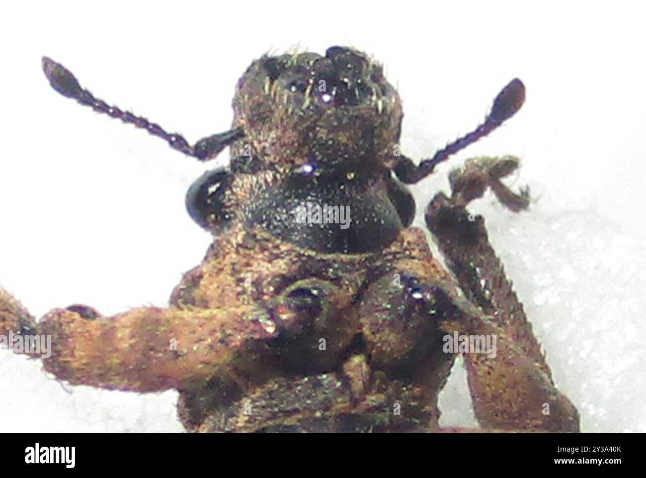 True Weevils (Curculionidae) Insecta Stock Photo - Alamy