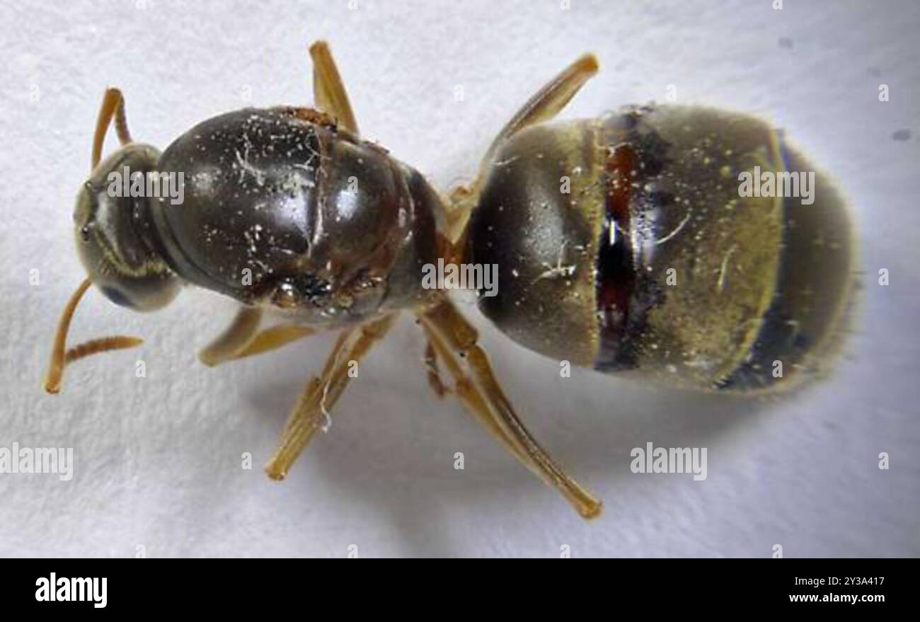 Woodland Fuzzy Ant (Lasius americanus) Insecta Stock Photo - Alamy
